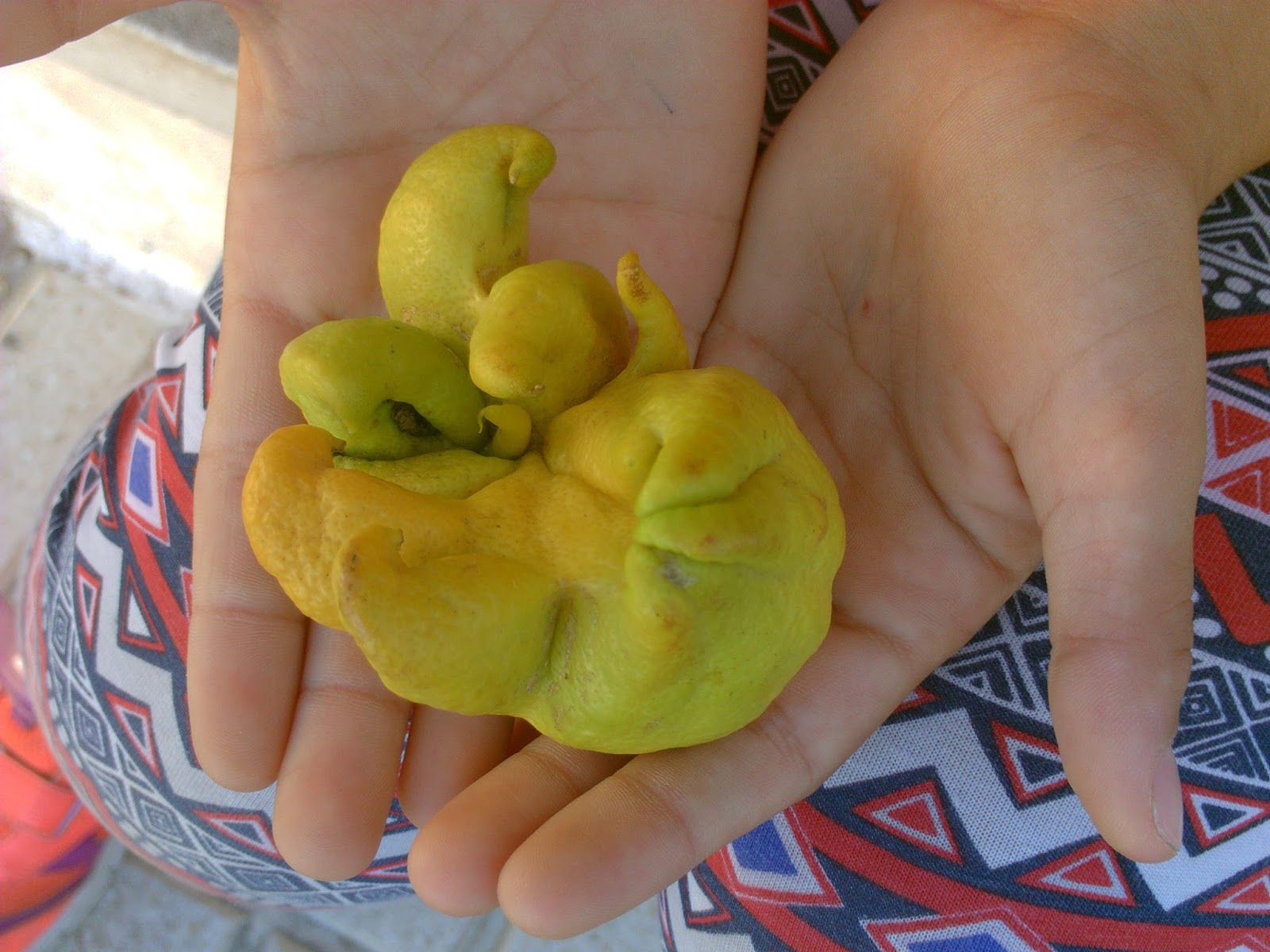 Manual del científico: Adriana y su limón "Mano de Buda"