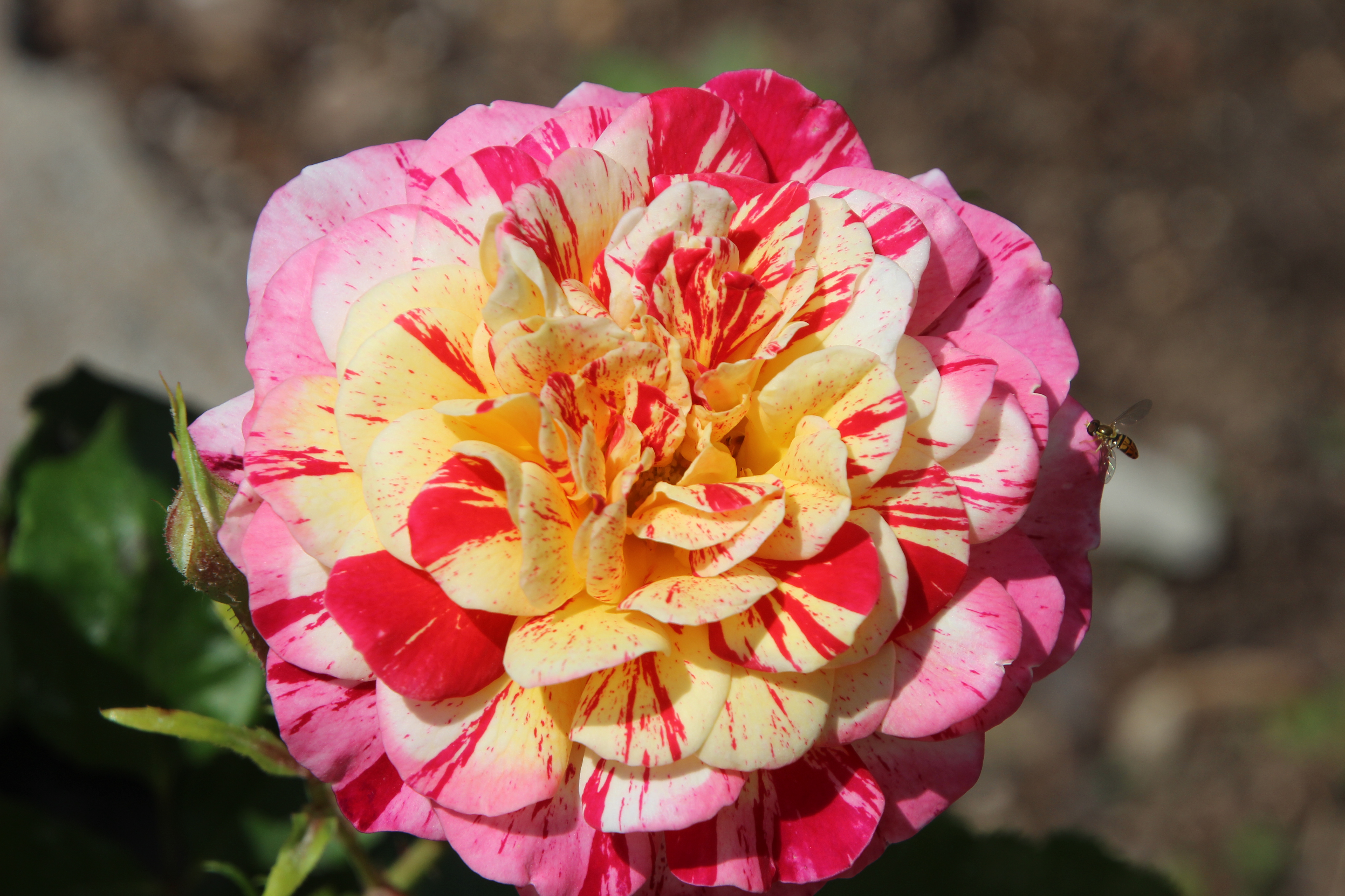 JOYFUL REFLECTIONS: ROSES in our Yard