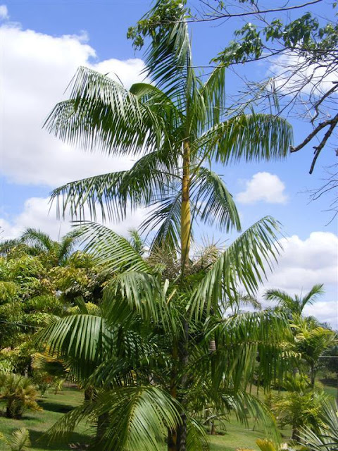 elarbolmiamigo-encinarosa: Euterpe oleracea – Pala manaca – Palmera de ...