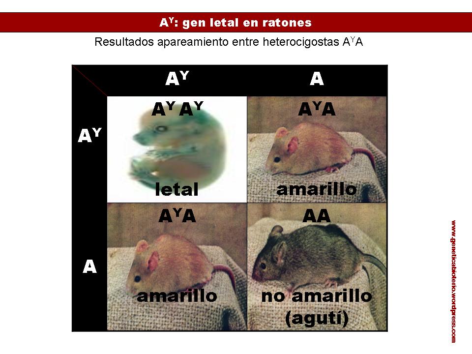 Animales Increibles: Letalidad