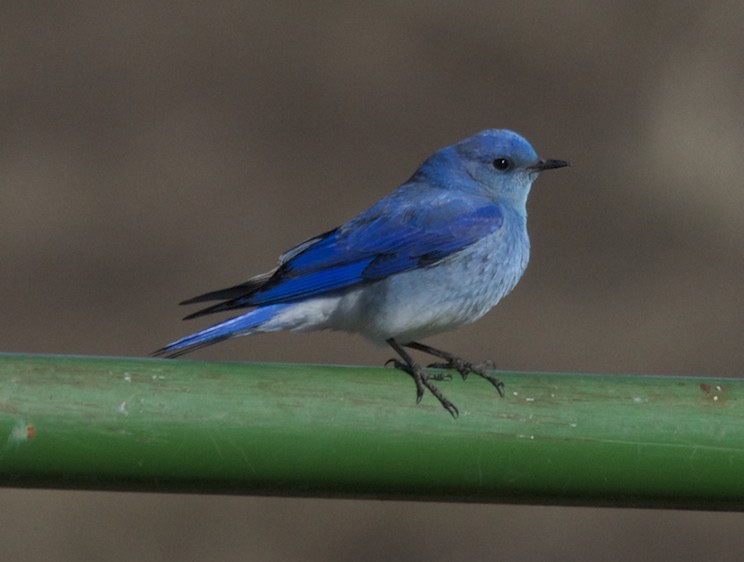 Birding Is Fun!: Saluting the Flag!