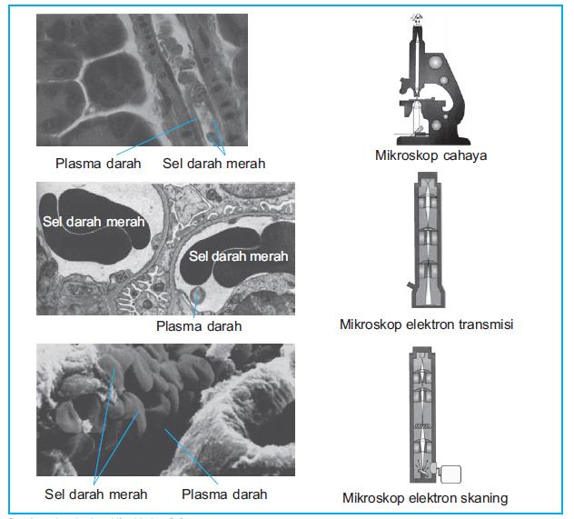 Mikroskop : Mikroskop Cahaya dan Mikroskop Elektron