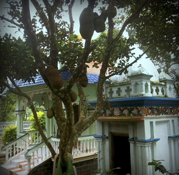 Hindu Temples of India: Sacred Jackfruit Tree, Kaina, Manipur