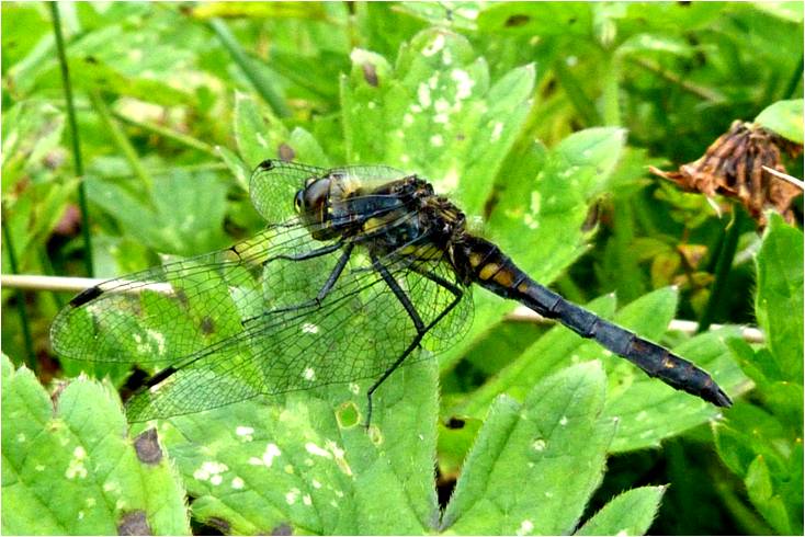 Insects of Scotland: Dragonflies/Damselflies