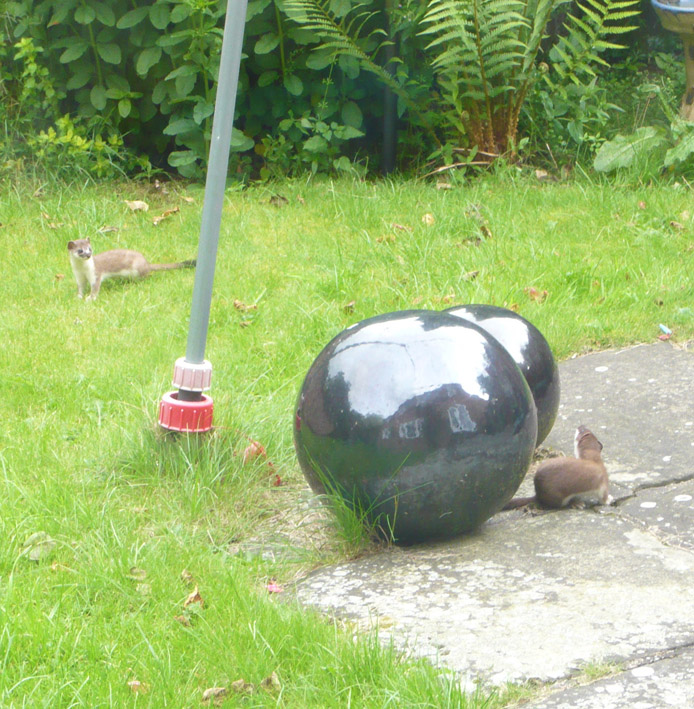 Poppycock & Other Creative Nonsense: Stoats, stoats & more stoats!