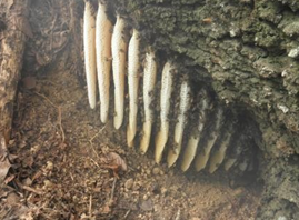 La Colmena: LA COLMENA Y SU ESTRUCTURA