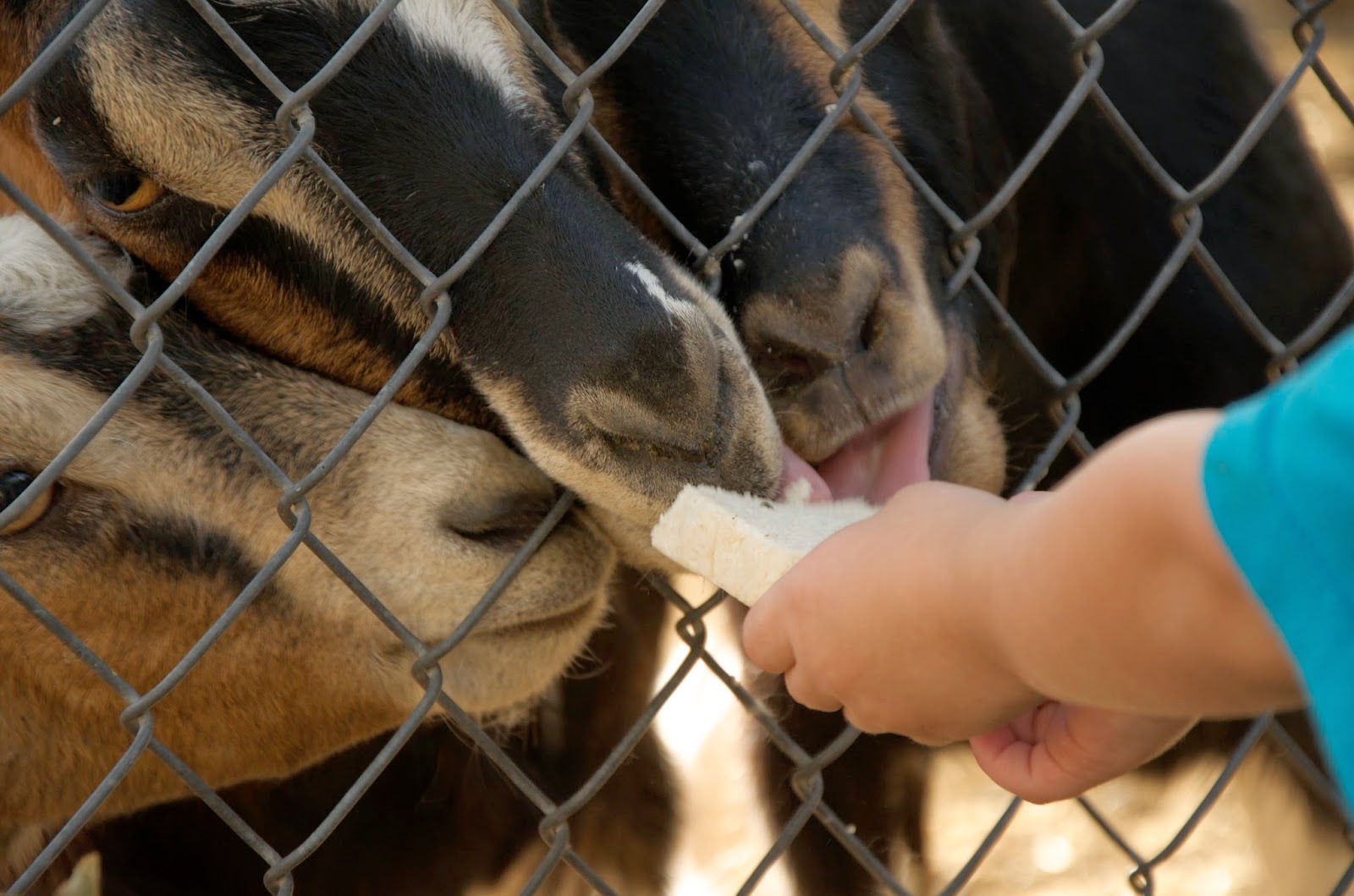 Jordan Leigh Photography: Goats