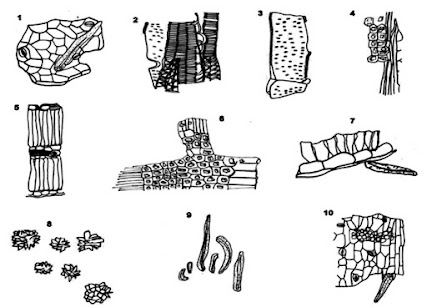 To study the Macroscopical and Microscopical and Extraction of Senna