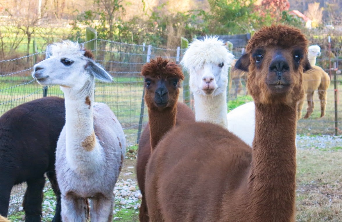 Cassie Stephens: DIY: A Pack-a Attack-a Alpaca (AKA, Tales from an ...