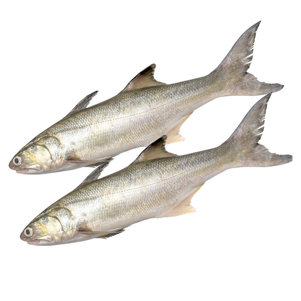 Top 10 tastiest Sea Fish to eat