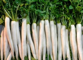 Top 6 Major and Priority Root Crops in the Philippines