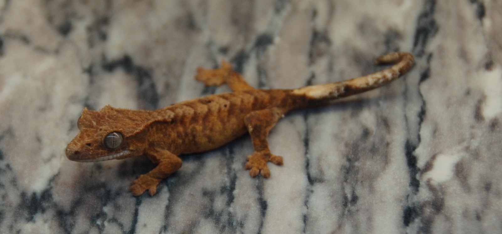 Crestados&Co: Gecko Crestado