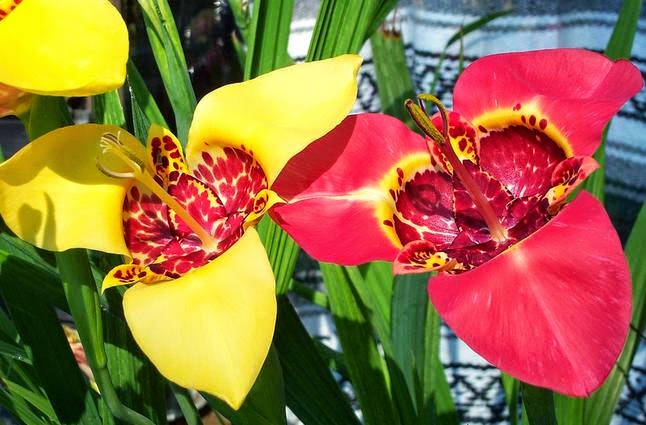 Tigridia - JungleKey.fr Image #150