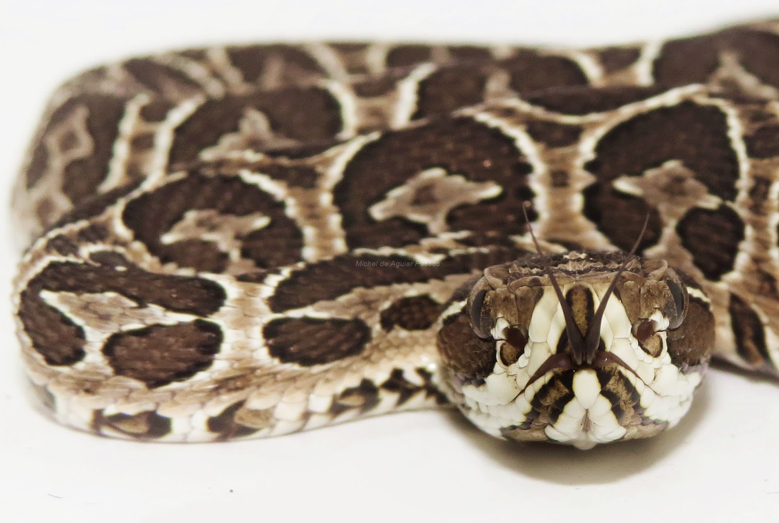 Herpetolife (Inicio): Bothrops alternatus Duméril, Bibron & Duméril, 1854