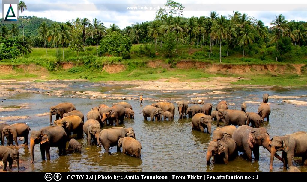 Pinnawala Elephant Orphanage ~ LankaPradeepa.com