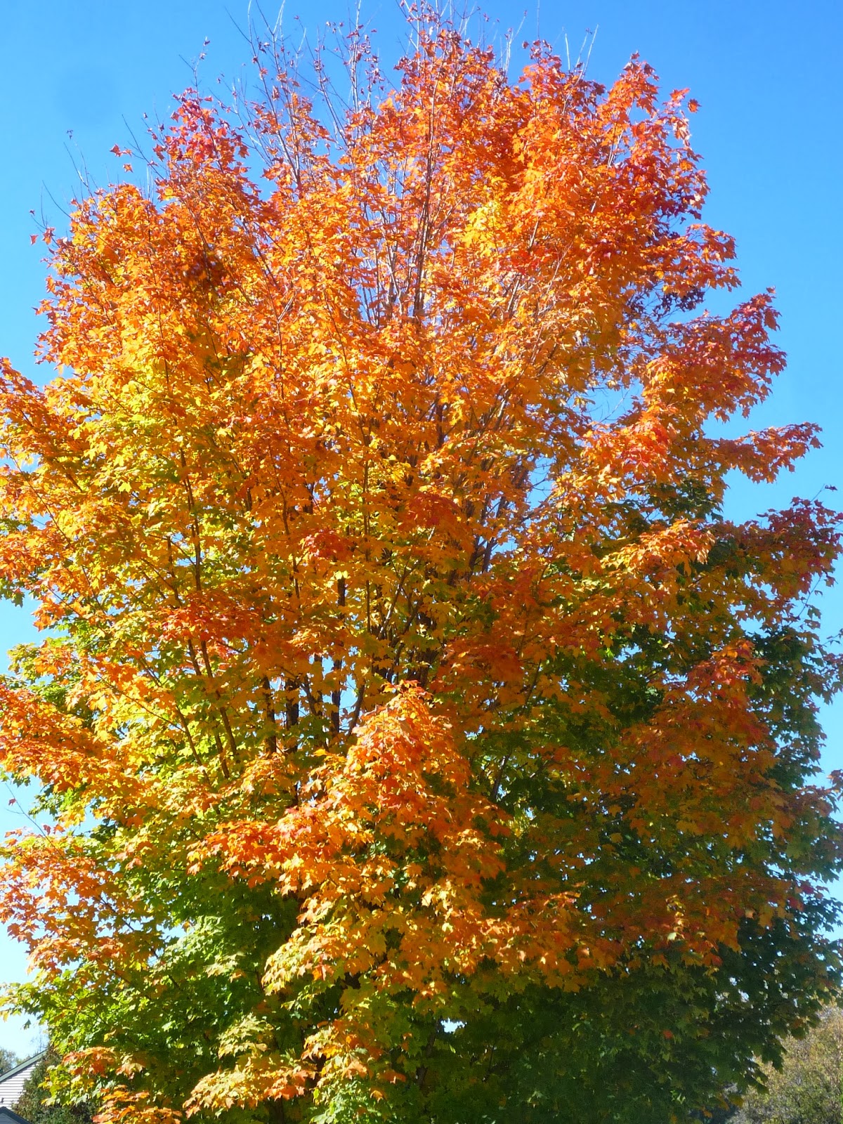 Vermont Foliage Photos. October leaf peeping. South Burlington, Vermont ...