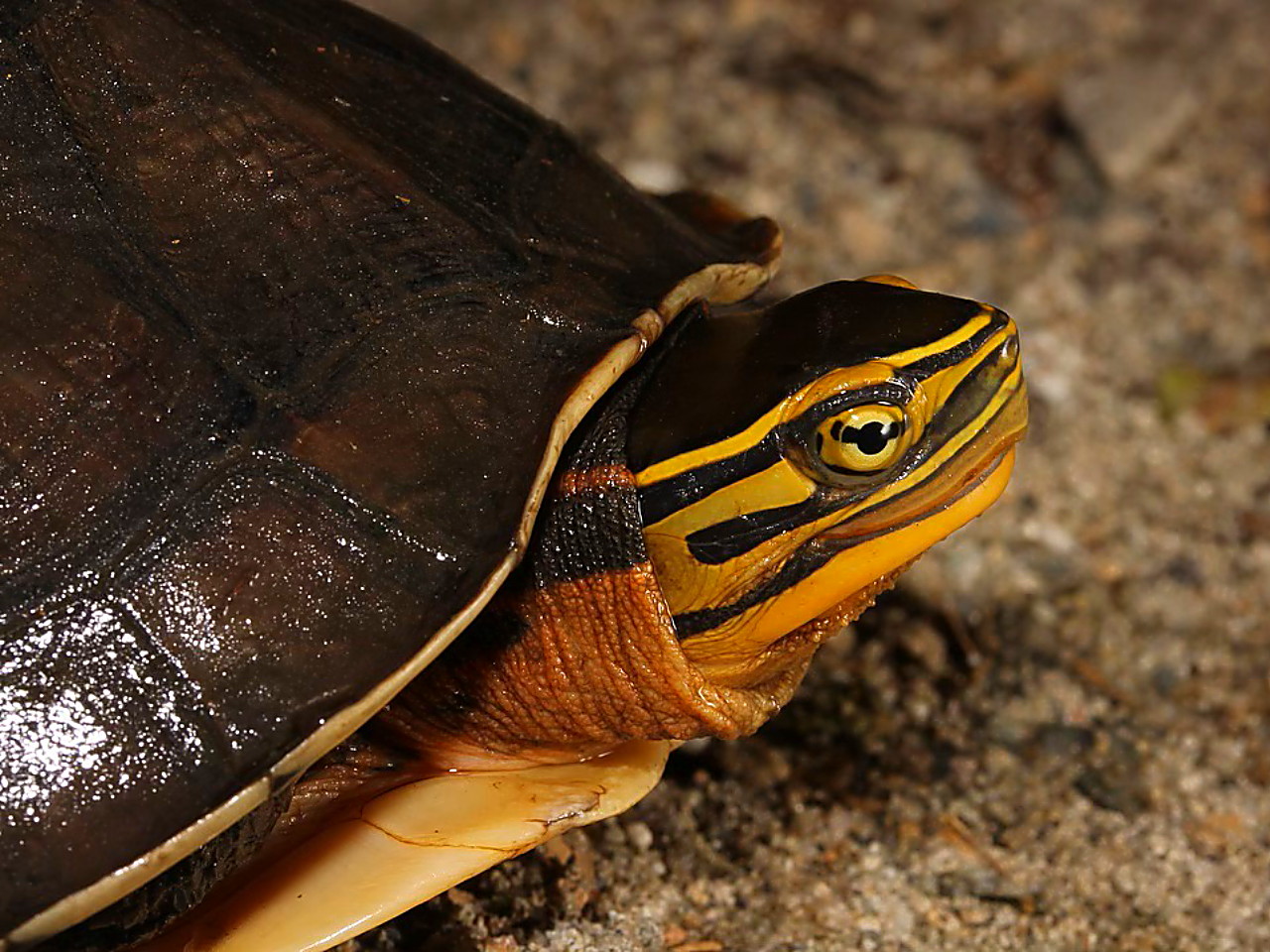 FAKTA KURA-KURA AMBON