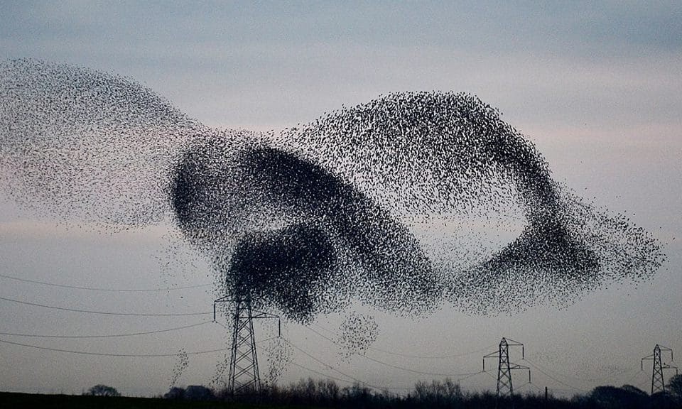 Digital Insights CMI Blog: The swarm intelligence have a realistic and ...