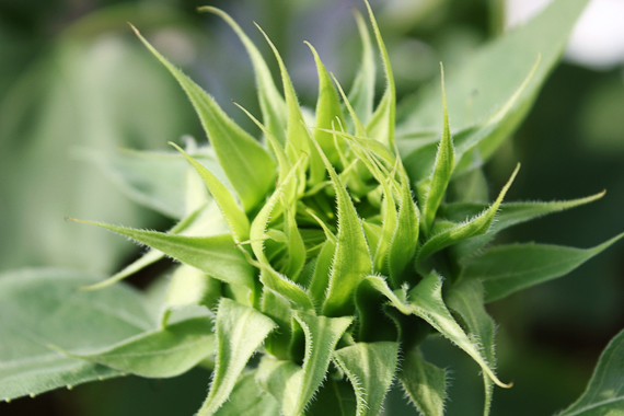 Bubby and Bean ::: Living Creatively: Capturing a Cycle of Life >> Our ...