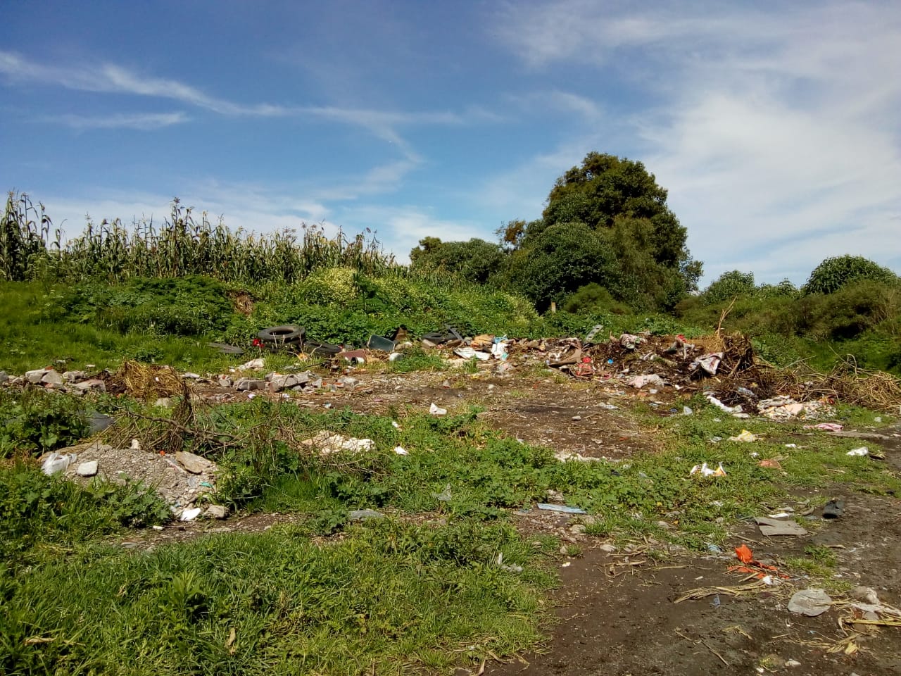 Basura en áreas verdes: Nociones de Derecho