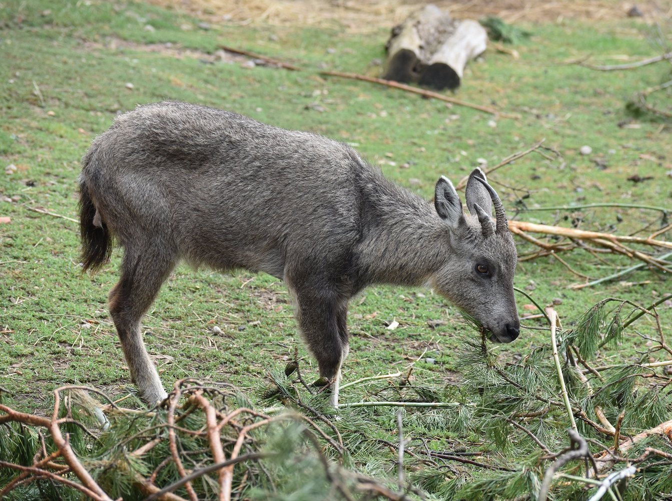 ZOOTOGRAFIANDO (6.096 ANIMALS): GORAL CHINO / CHINESE GORAL ...