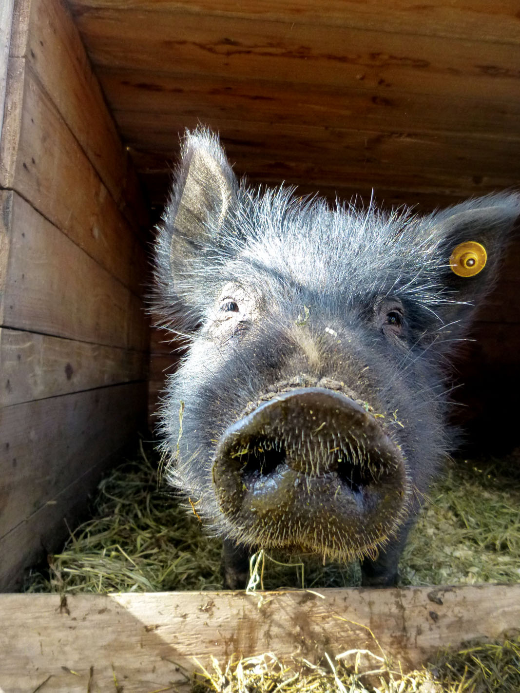 7 Thunders Ranch: Piggy Weekend!