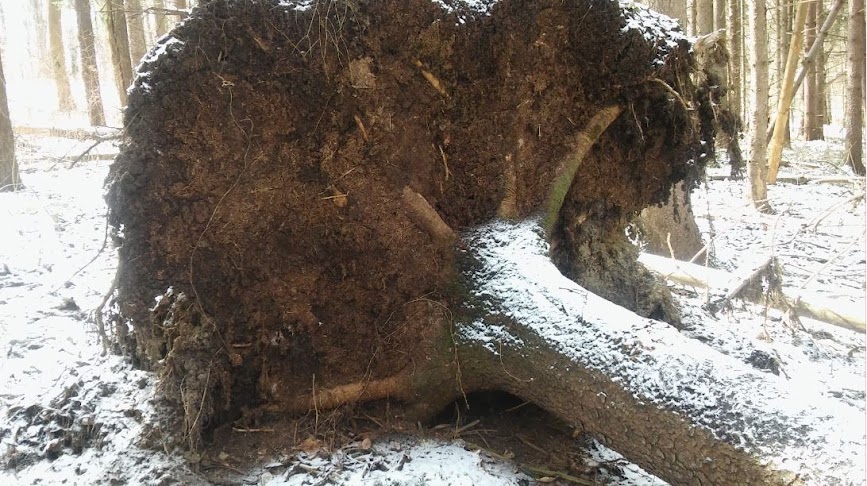 The Woodsman's Journal Online: Fallen Trees, an Emergency Shelter