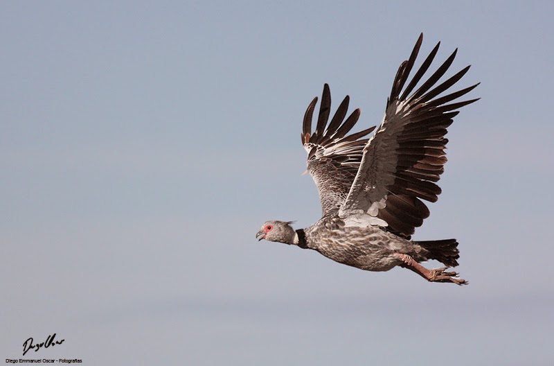 Cultura Guaraní: LEYENDA DEL CHAJA