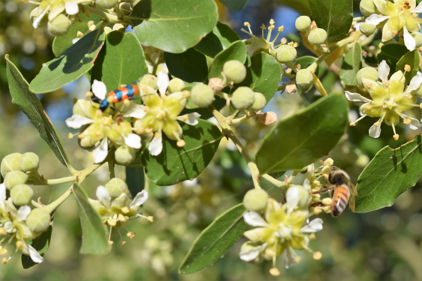 Fernando Ruz: Plantas nativas de Chile: Quillay, küllay, Quillaja saponaria