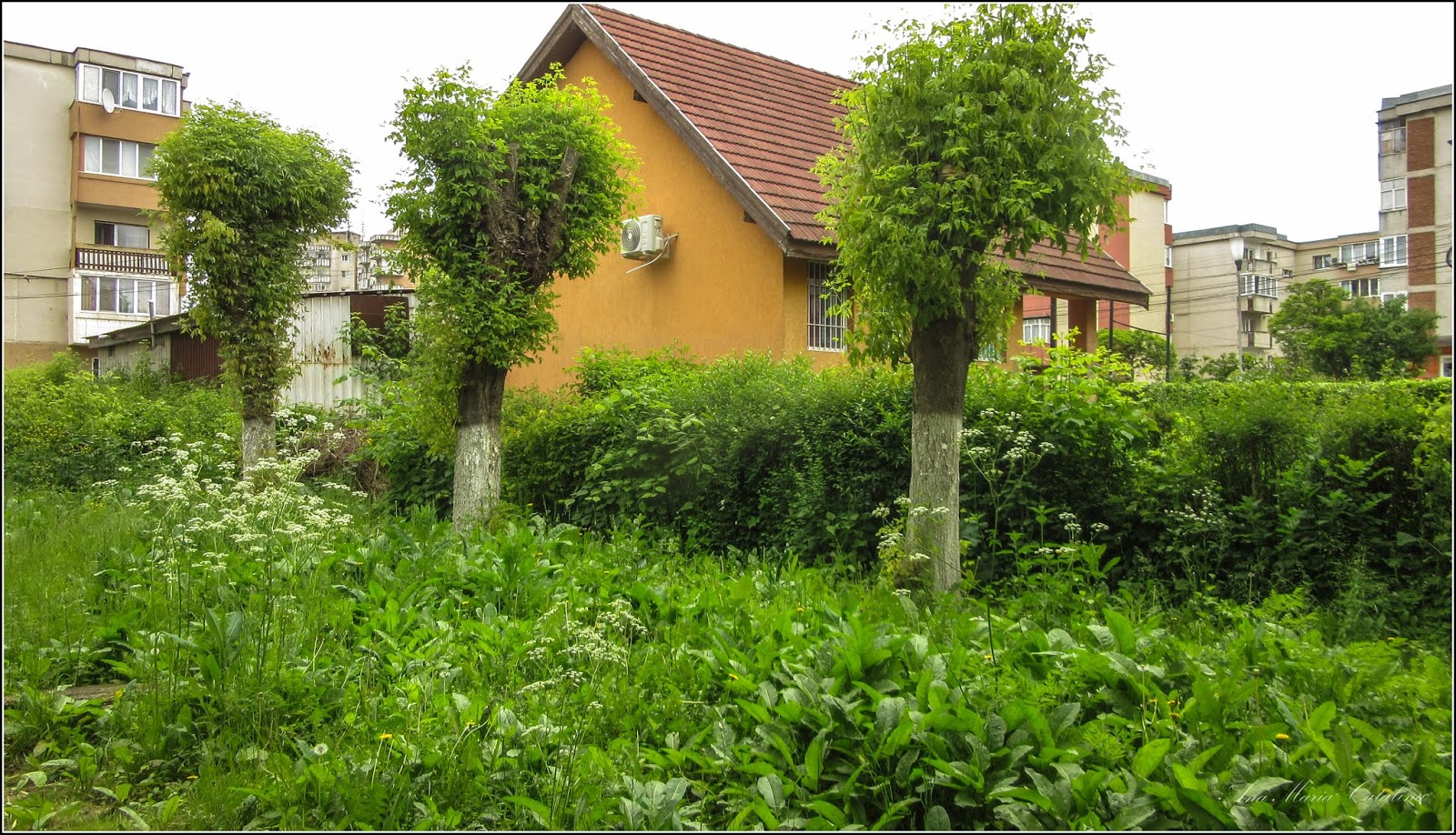 Lumea văzută din Turda: Hasmațuchi (Anthriscus sylvestris)