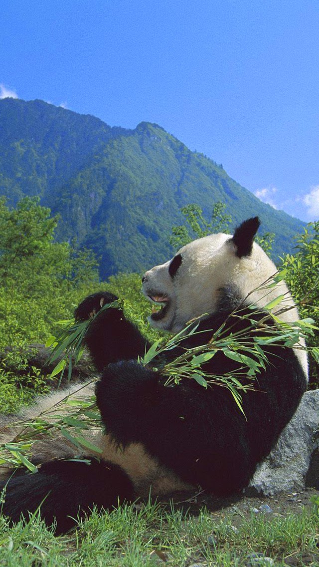 Wallpaper Collection For Android Phone: March 2014