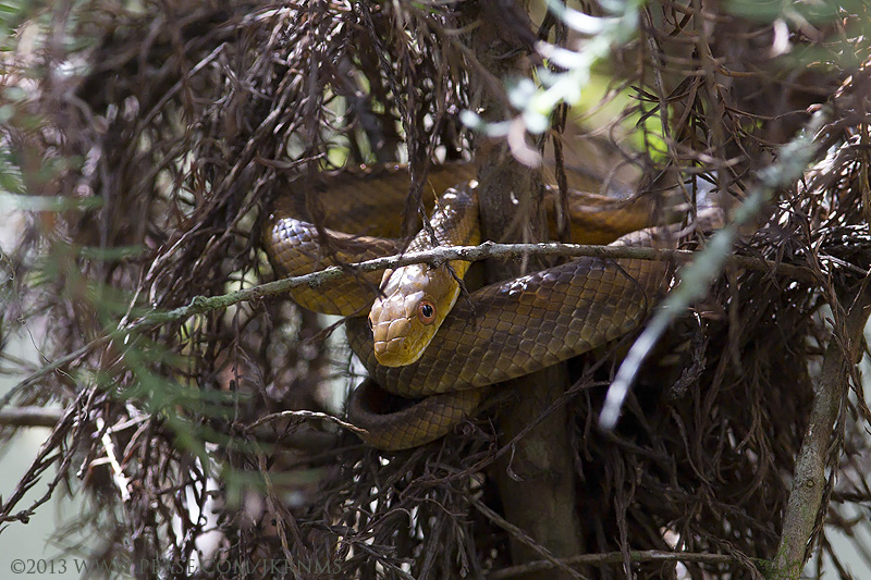 SWFloridabirder: Six Mile Cypress And Corkscrew Swamp