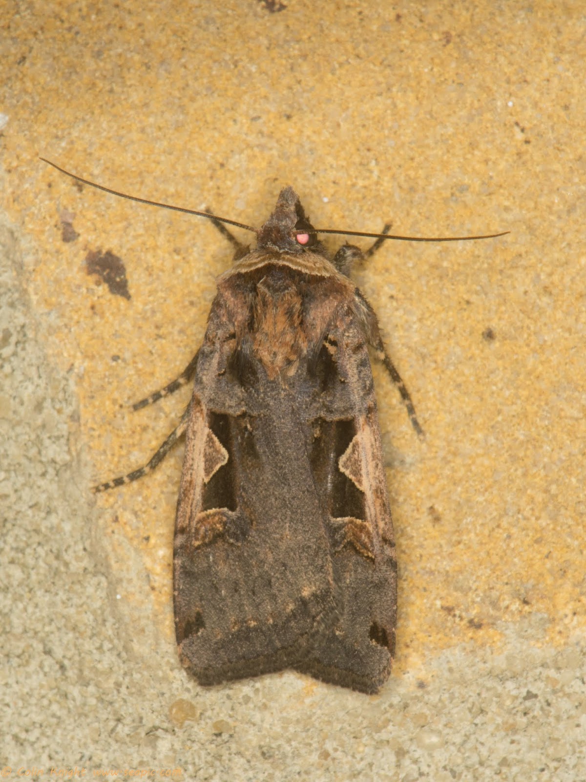 Postcards from Sussex: Wax Moth, Vine's Rustic and other moths