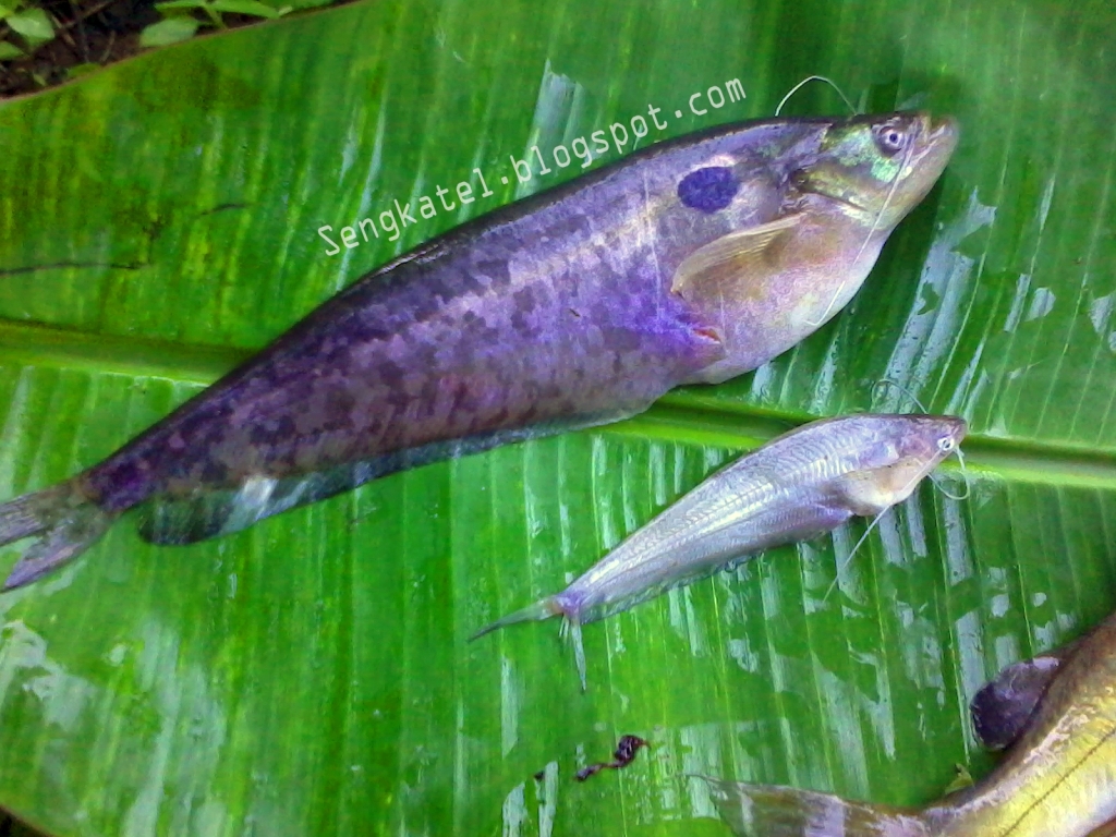 SENGKATEL: (Memancing) Berburu ikan langka di Kabupaten Paser, Kal-tim