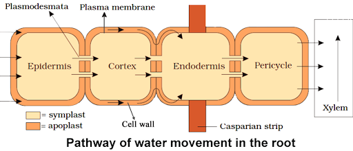 Transport in Plants - Notes | Class 11 | Part 3: Long distance ...