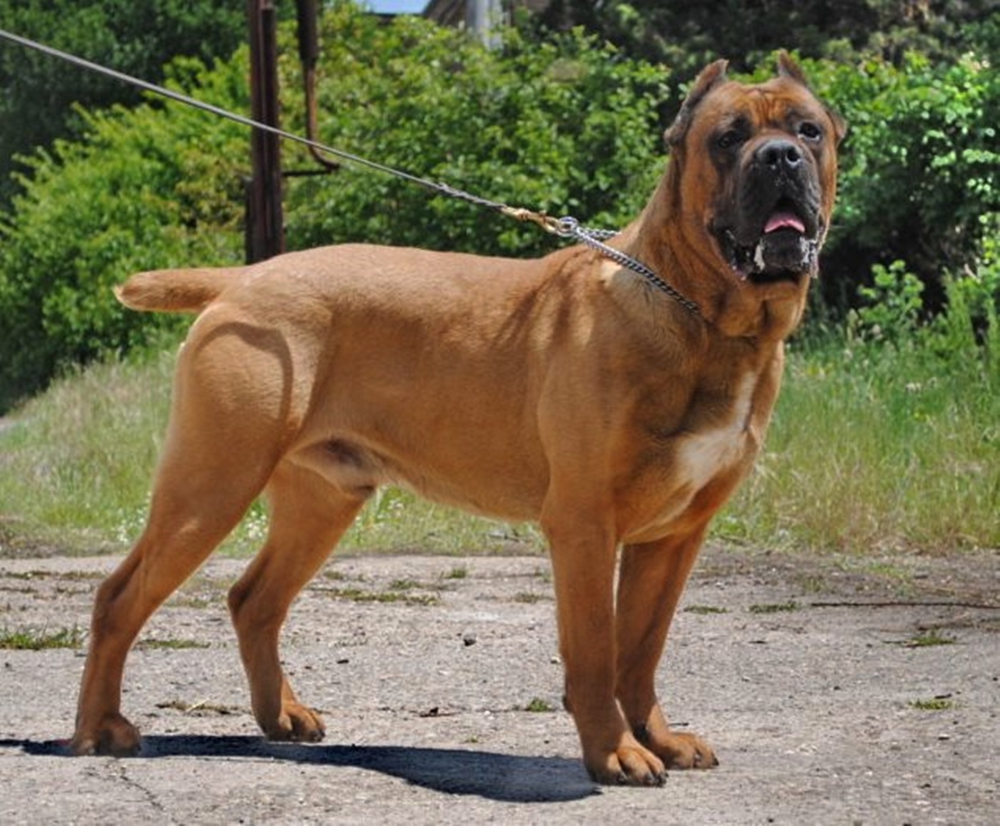 Blog do Edu Ambiental: Cão cane corso