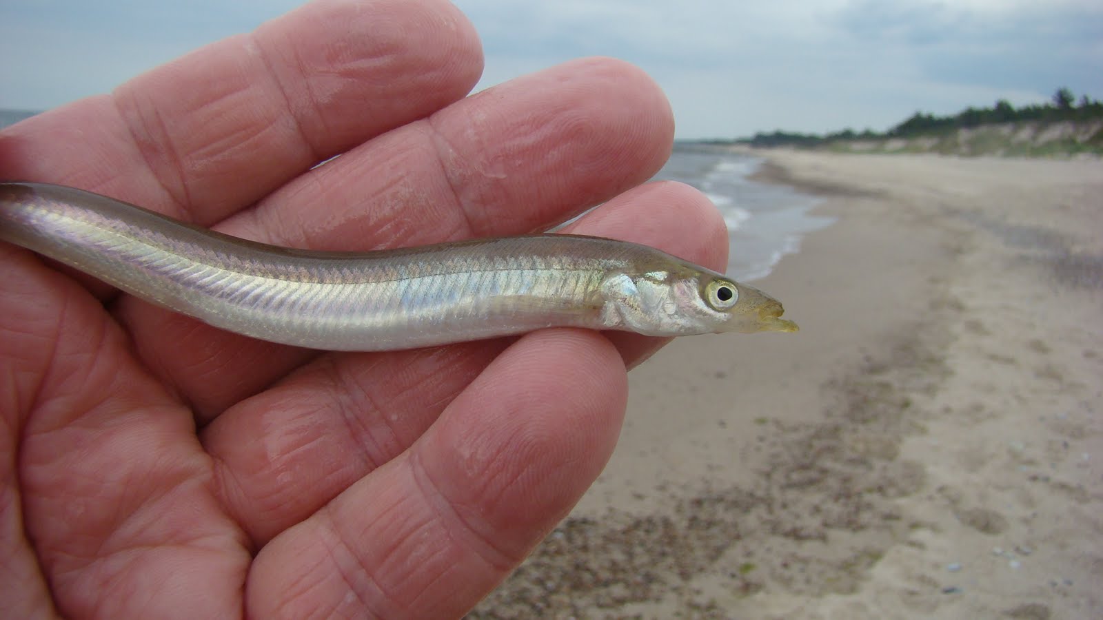 SURF.pl: Tobiasz - Tubis - Dobijak