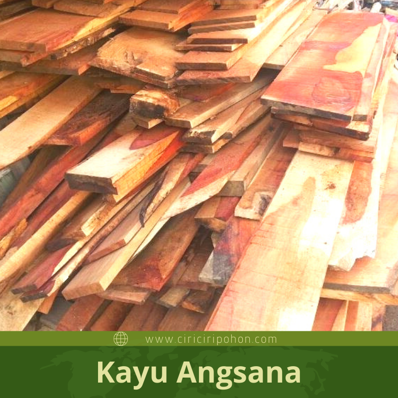Beberapa Fakta Menarik Mengenai Pohon Angsana - Ciriciripohon.com