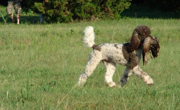 Are Standard Poodles Hunters