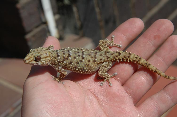 Diary of a Mad Pet Enthusiast: Species of the Day: Bibron's Gecko