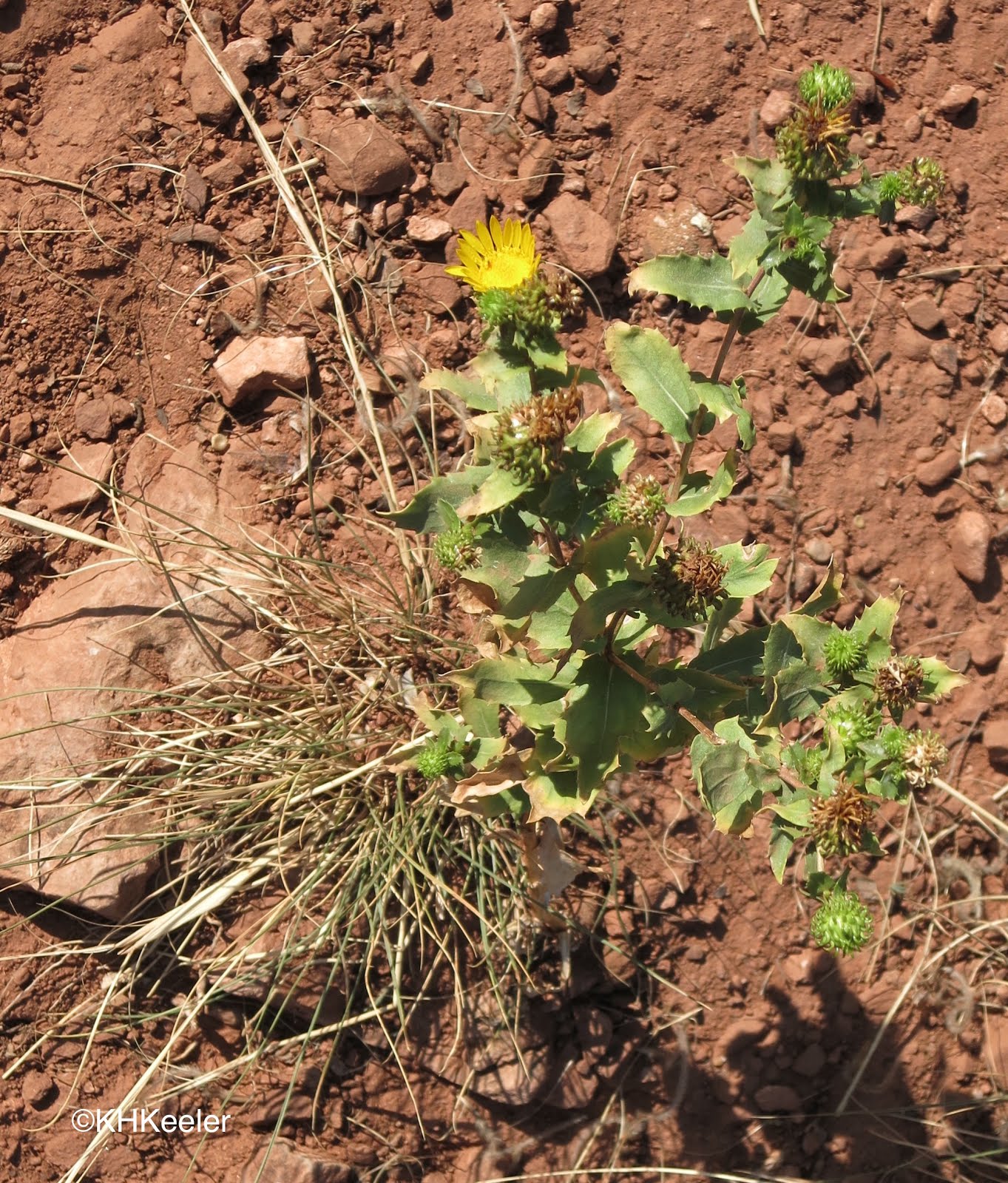 A Wandering Botanist: Plant Story--Native Wildflower, Gumweed, Grindelia