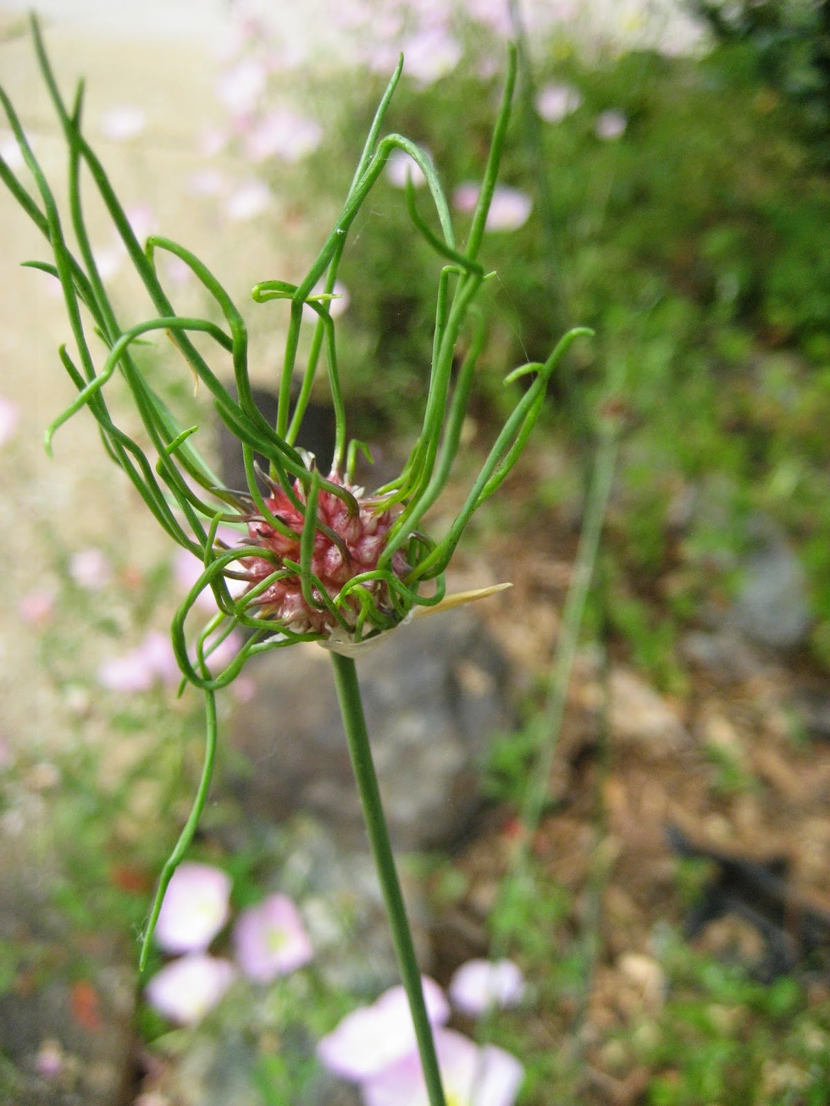 Discovering His Creation: Field Garlic (Allium Vineale)
