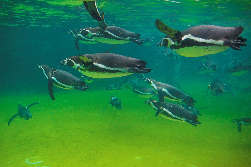 Lumea animalelor: Pinguinii