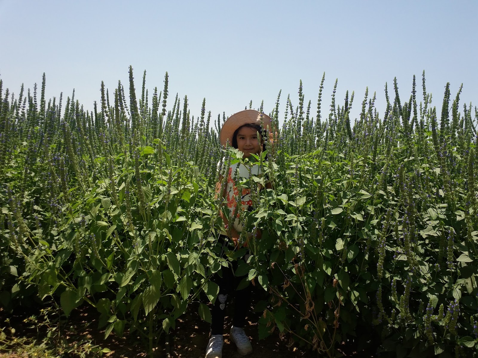 Organic Life Perú: Seguimiento Cultivo de Chia - ORGANIC LP