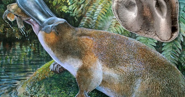 Species New to Science: [PaleoMammalogy • 2013] Obdurodon ...