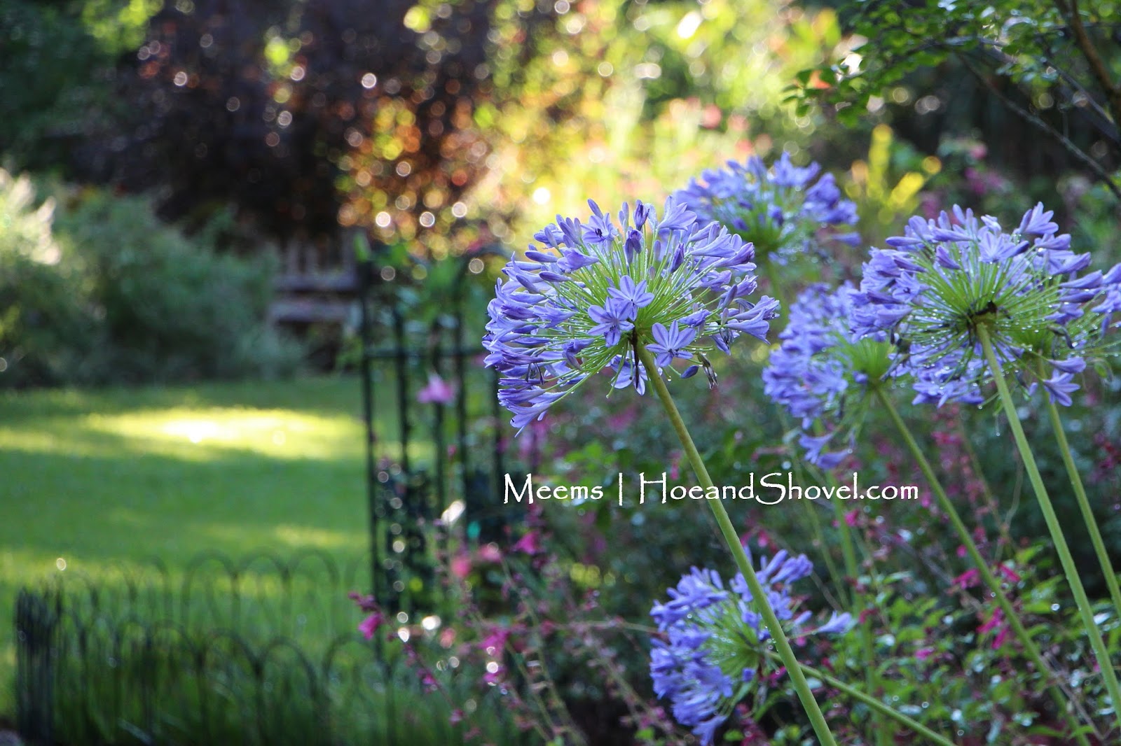 Hoe and Shovel: Aggies Light Up Spring/Summer Garden