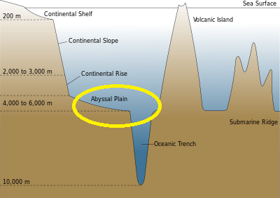 Abisal | Kamus Biologi