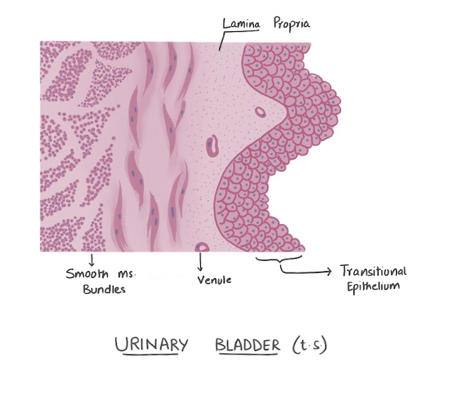 Urinary Bladder (transverse section)