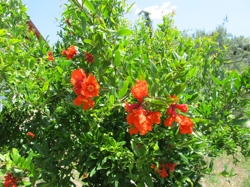 Cittaslow Botanik Park: NAR ÇİÇEKLERİ ( Nargül )
