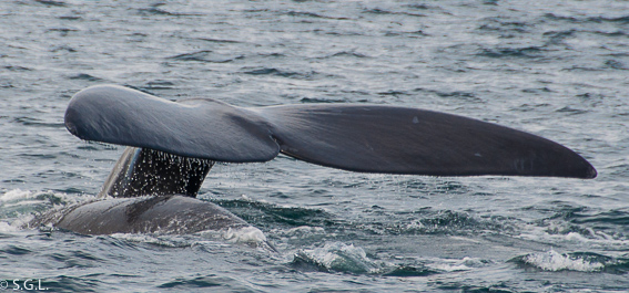 AVISTAJE DE BALLENAS EN ARGENTINA | Andén 27